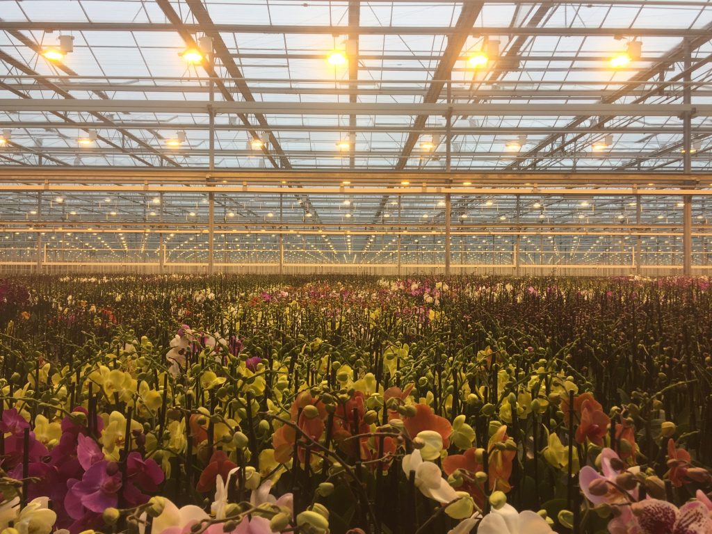 A Floricultural Excursion - Alex Grows Up