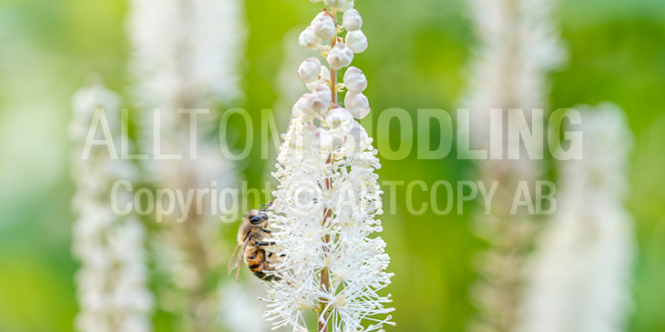 Silverax – ALLT OM BIODLING