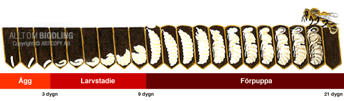 Bilarv / Larvstadie – ALLT OM BIODLING