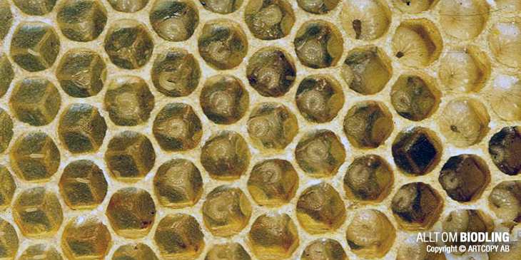 Bilarv / Larvstadie – ALLT OM BIODLING