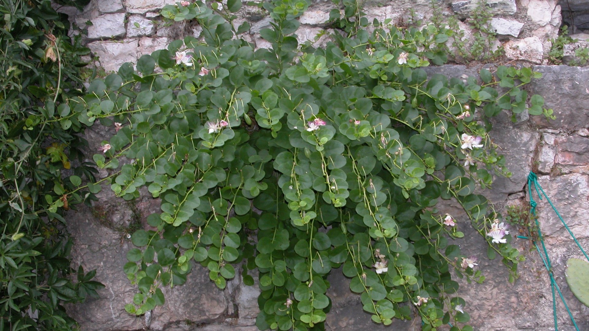 Capparis spinosa: Systematics, Etymology, Habitat, Cultivation