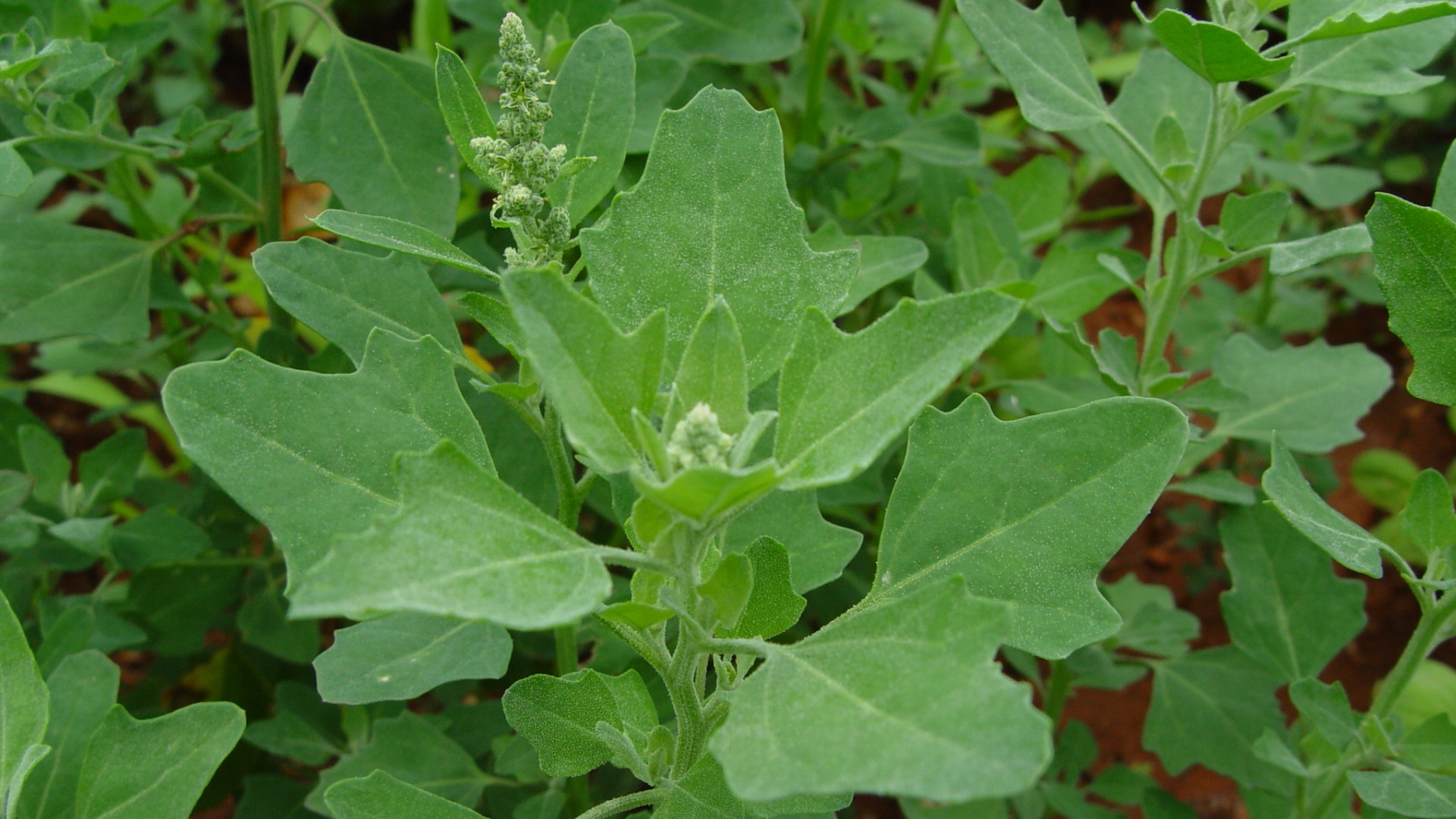 Chenopodium album: Systematics, Etymology, Habitat, Cultivation