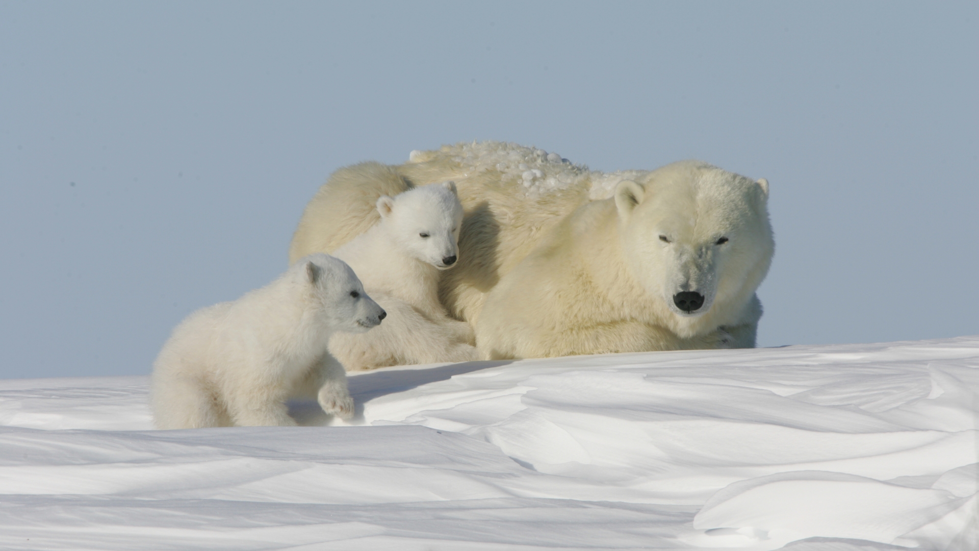 Climas polares: qué se entiende por clima polar y subclimas...