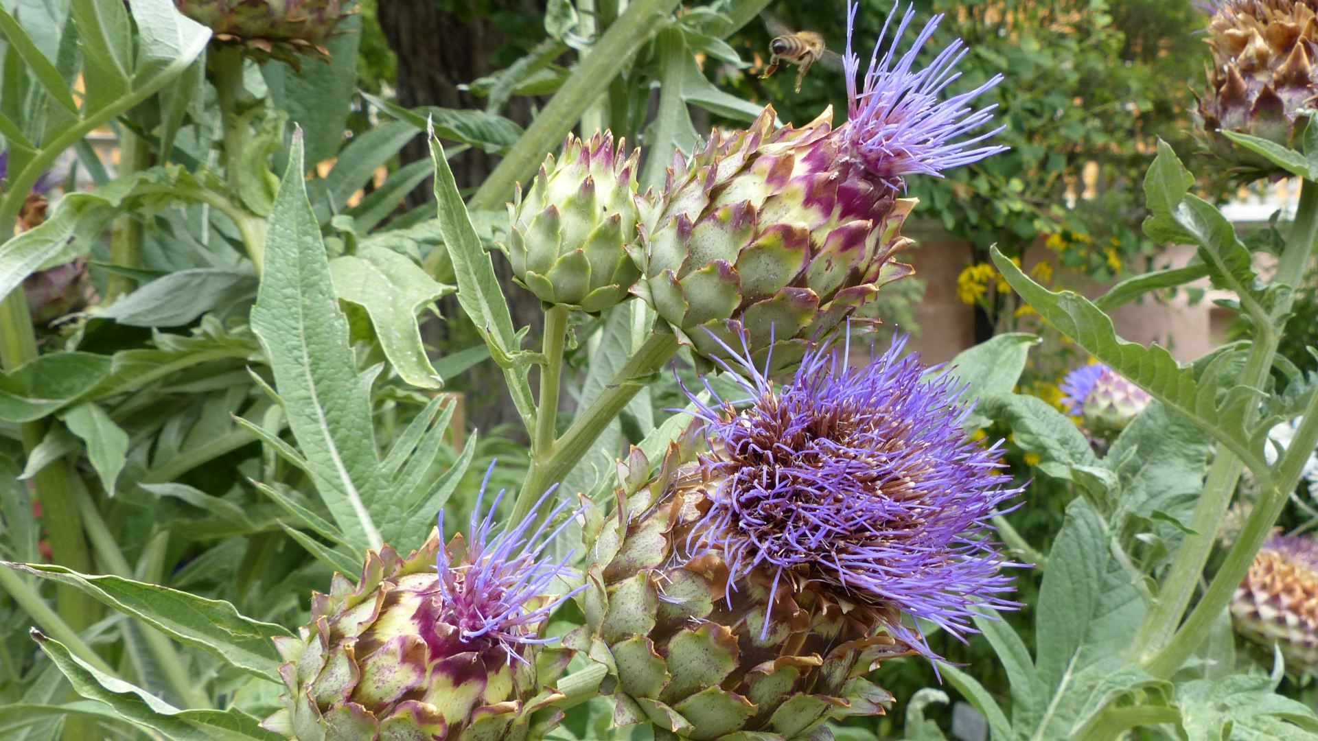 Cynara cardunculus: Systematics, Etymology, Habitat, Description