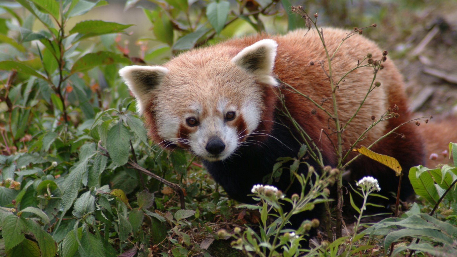 Local Species Extinction; analysis of the hot margins of some areas