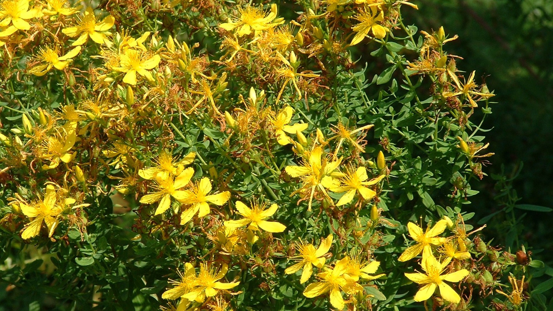 Hypericum perforatum: Systematics, Habitat, Cultivation