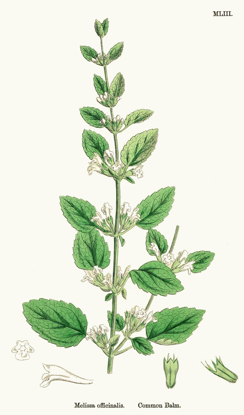 Melissa officinalis: Sistematica, Etimologia, Habitat, Descrizione ...