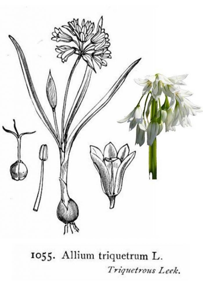 Allium triquetrum: Systematics, Etymology, Habitat, Cultivation