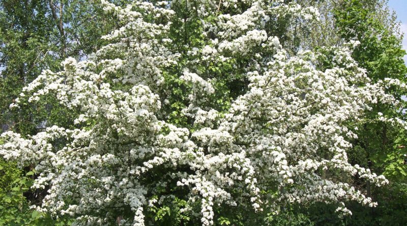 Crataegus monogyna: Systematics, Habitat, Cultivation ...