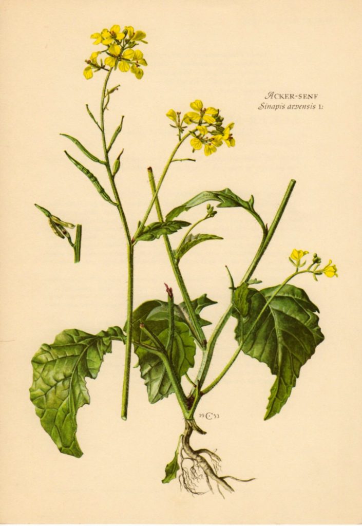 Sinapis arvensis: Sistematica, Etimologia, Habitat, Coltivazione ...