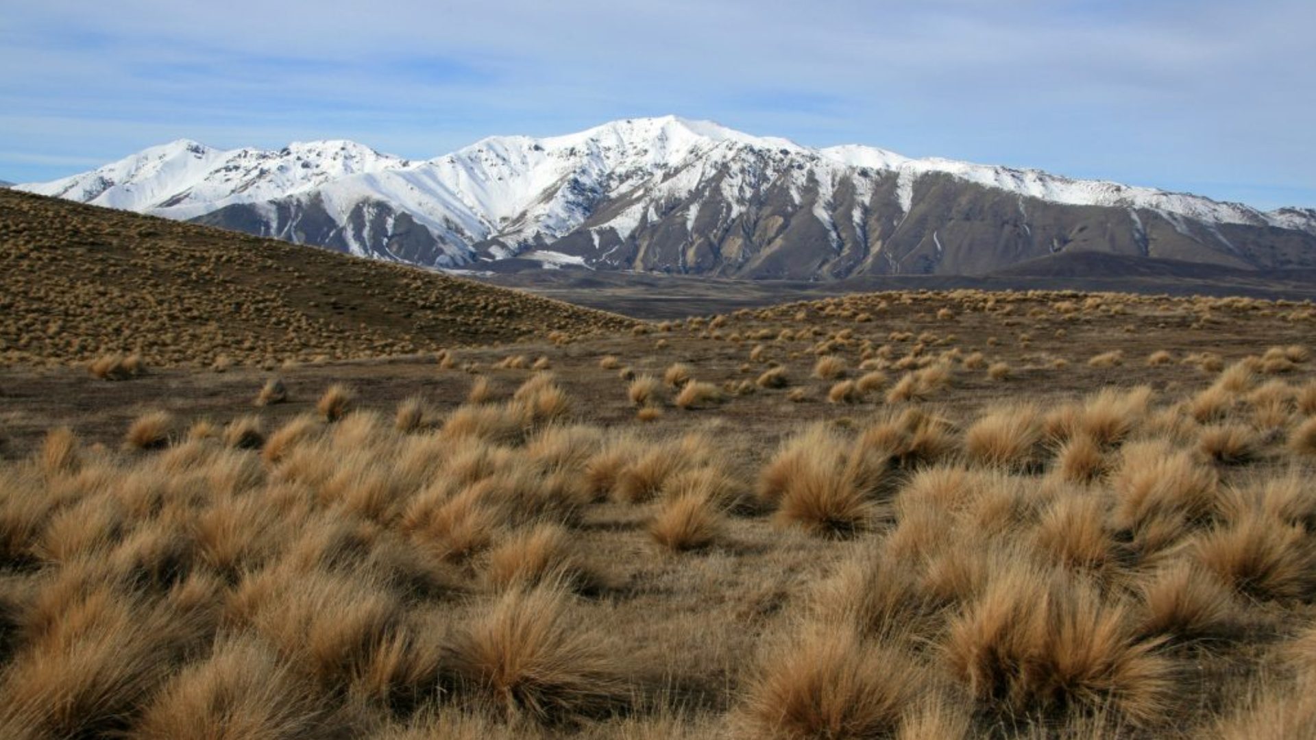 Steppe: characteristics, vegetation, climate, flora and fauna ...