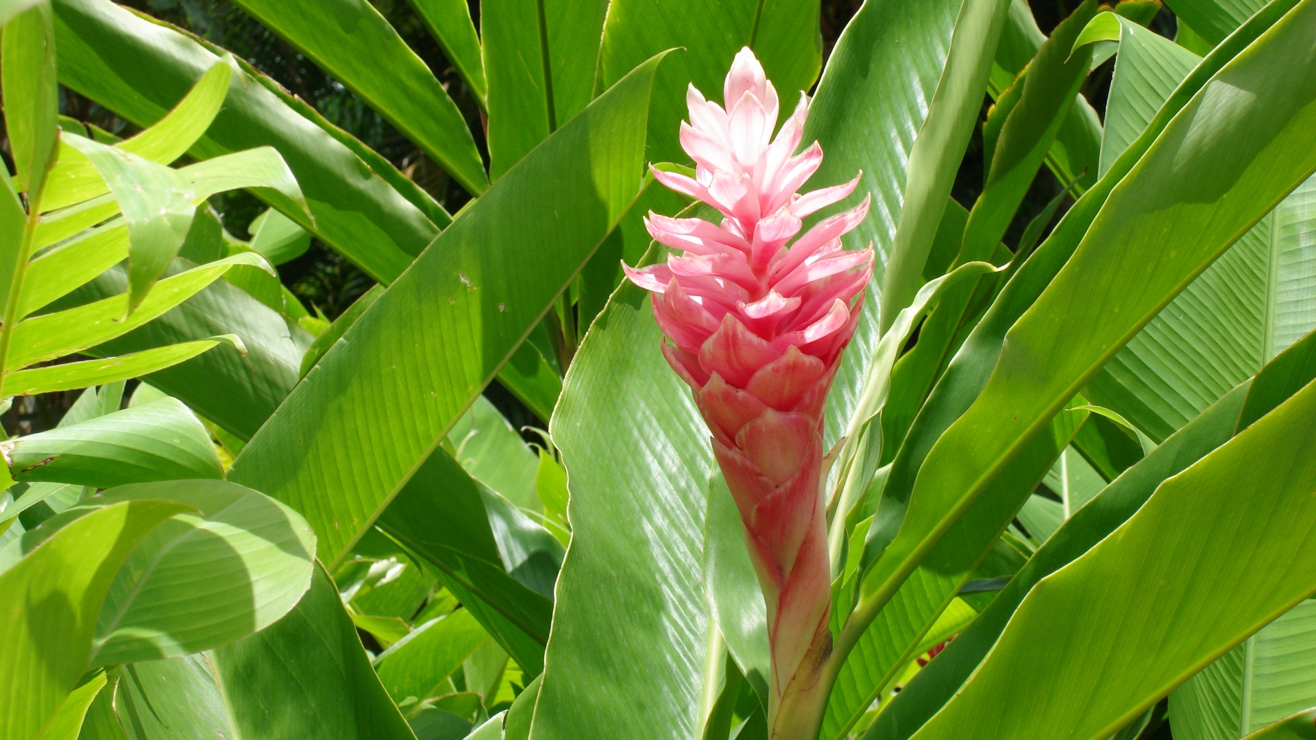 Zingiber officinale: Sistemática, Etimología, Hábitat, Cultivo