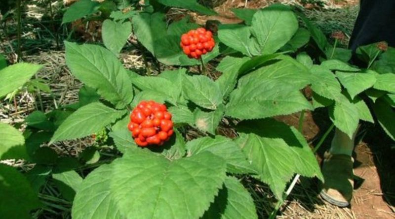 Panax Ginseng: Sistematica, Etimologia, Habitat, Coltivazione ...