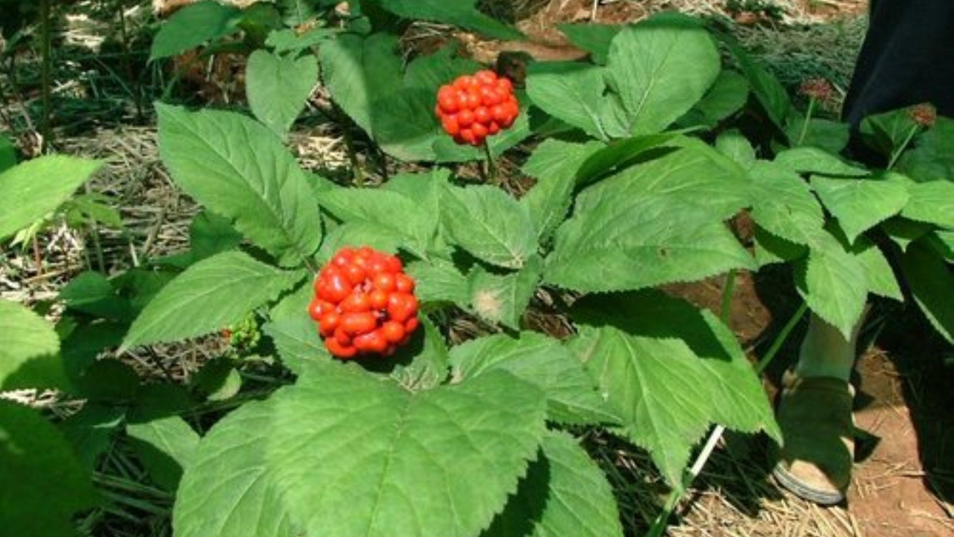 Panax Ginseng: Systematics, Etymology, Habitat, Cultivation ...