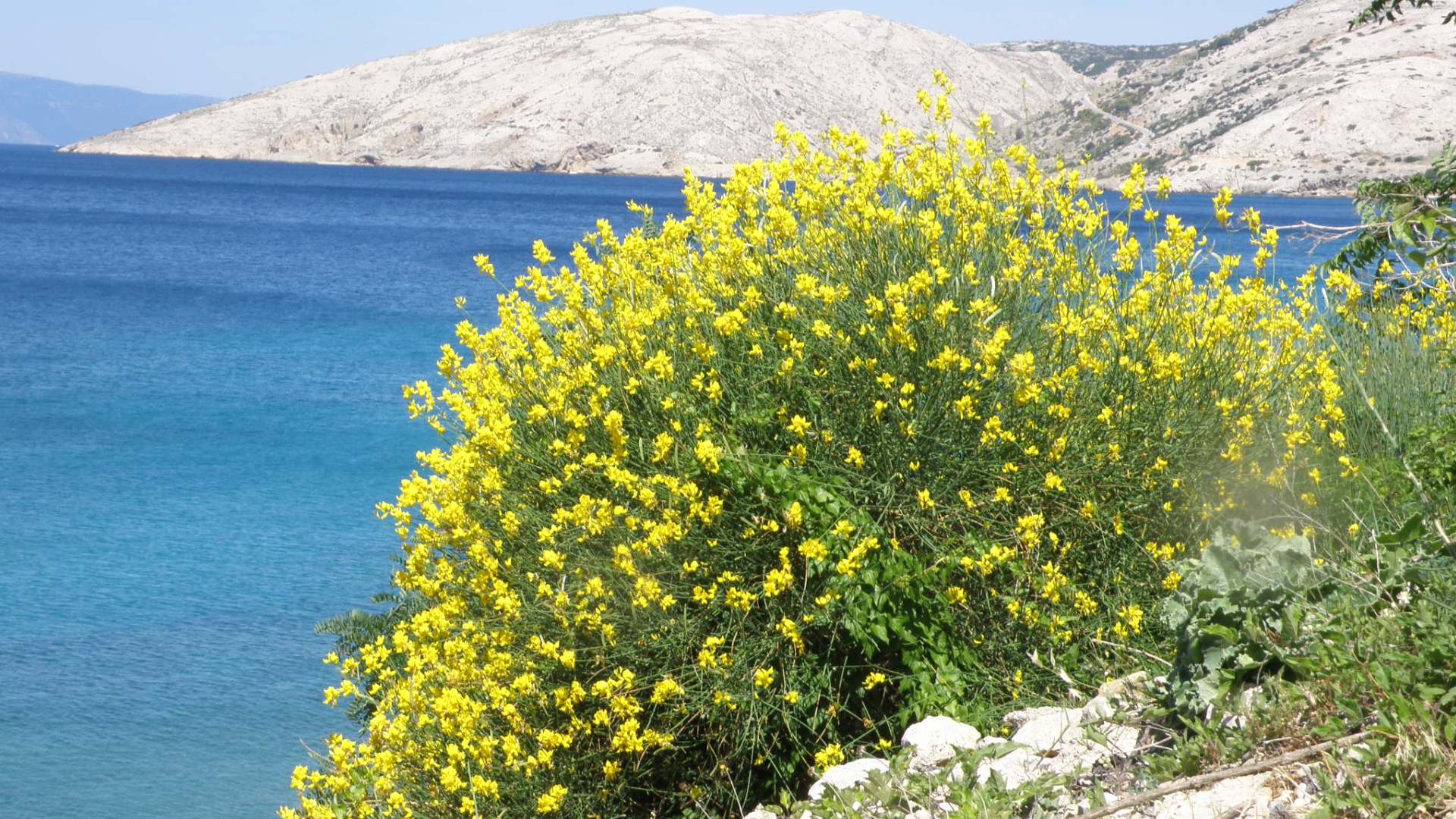 Spartium junceum: Sistemática, Etimología, Hábitat, Cultivo