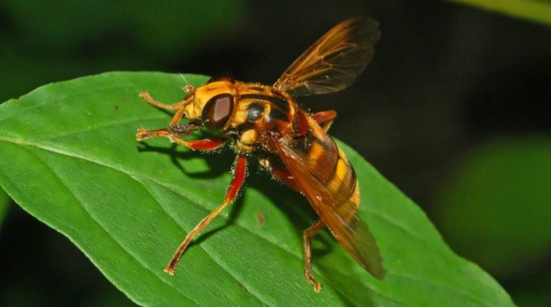 insectos útiles Archivi - Un Mondo Ecosostenibile