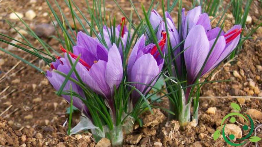 Cómo cultivar azafrán: técnica, trucos y consejos