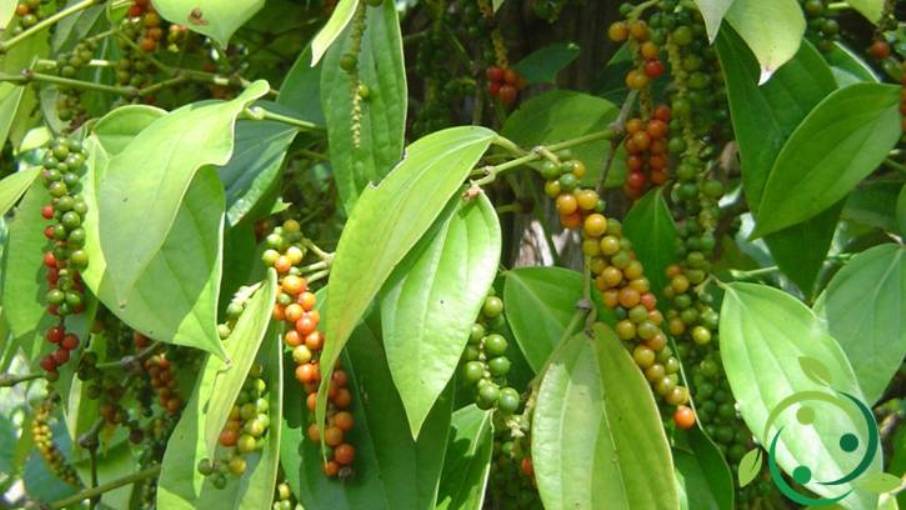 How to grow black pepper at home: techniques and tricks.