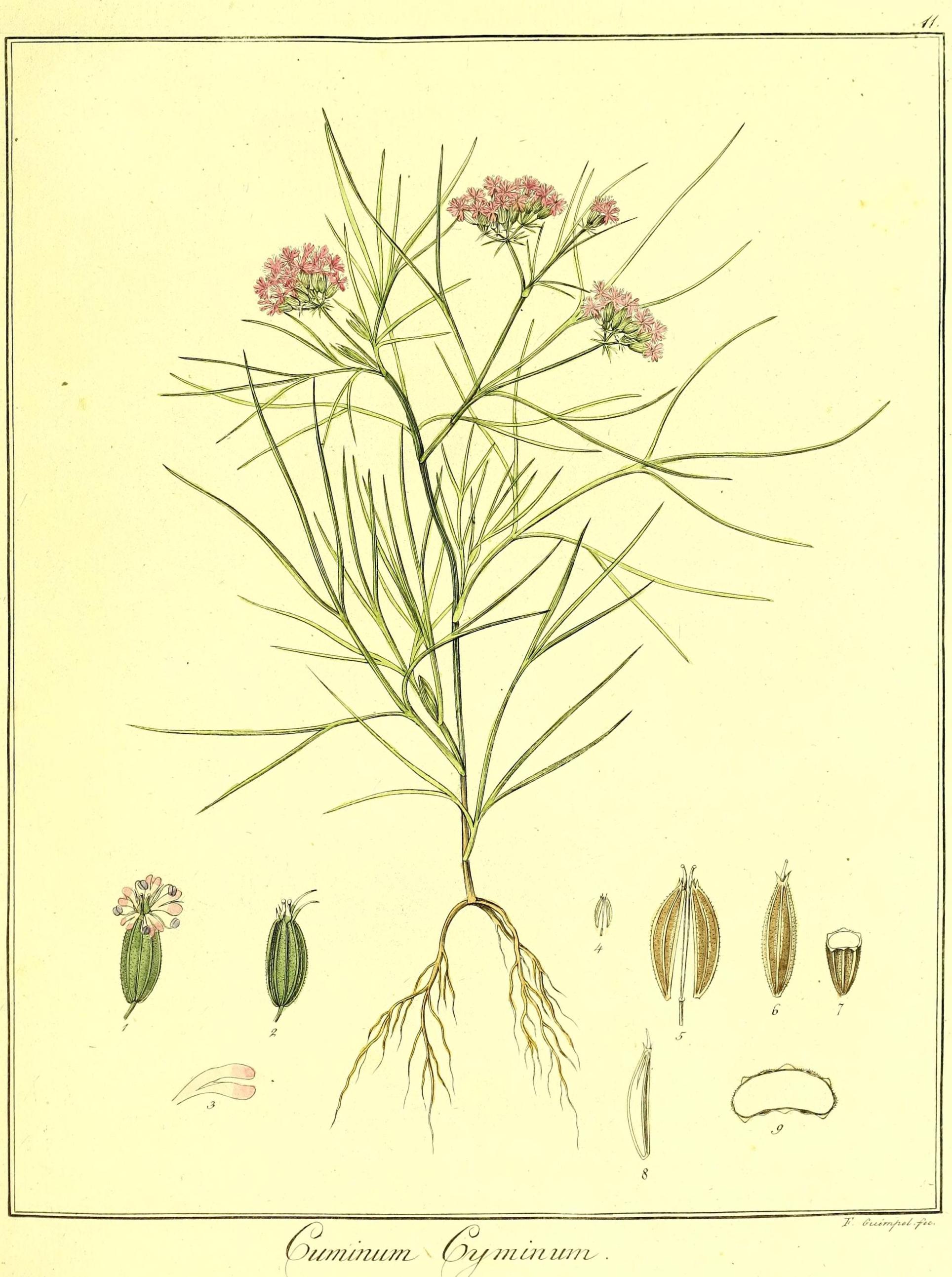 Cuminum cyminum: Sistemática, Etimología, Hábitat, Cultivo