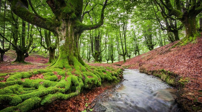 Europe - Forests increase but breathe less ...