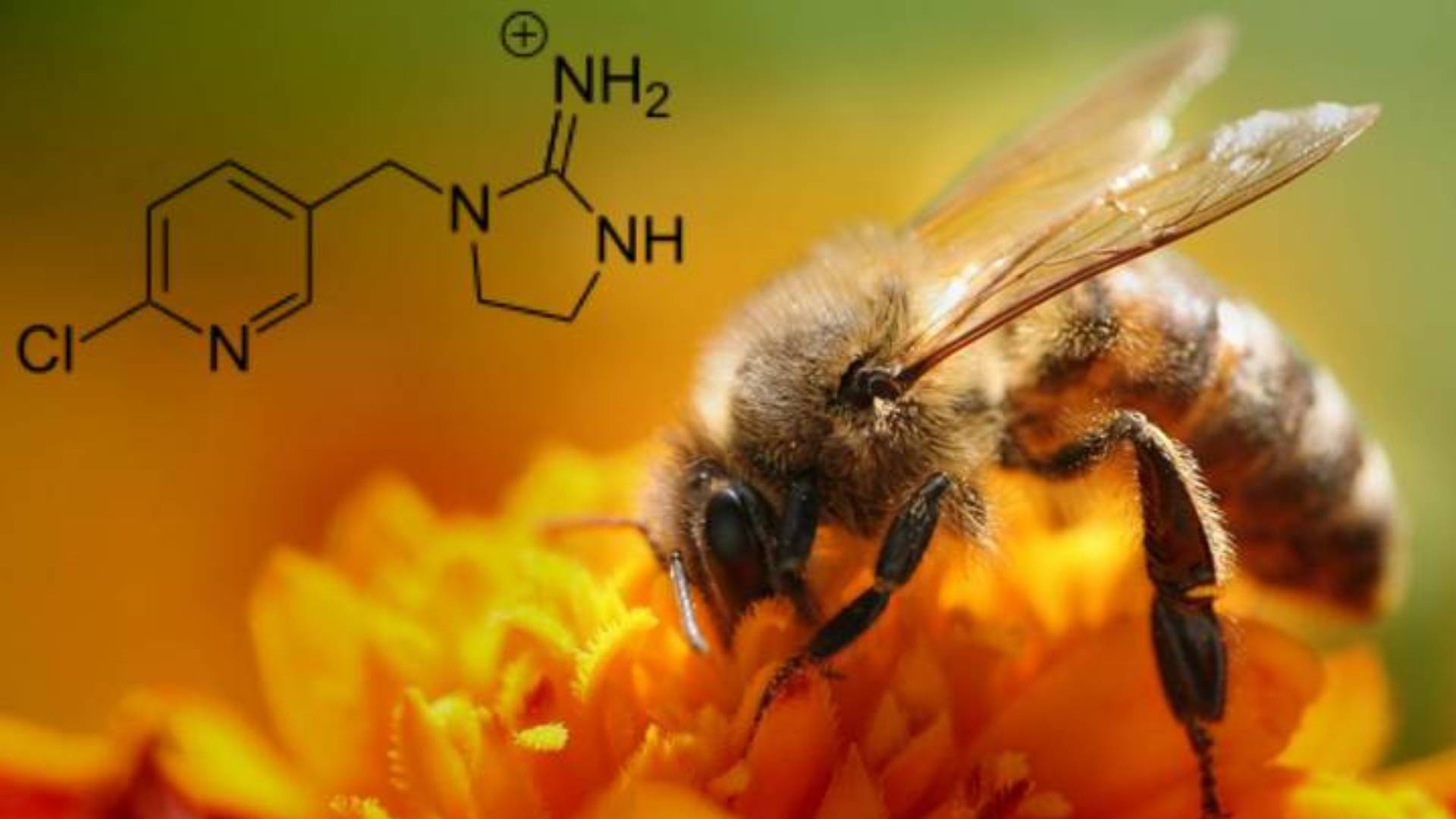 Neonicotinoids: Confirmed risk for bees and populations