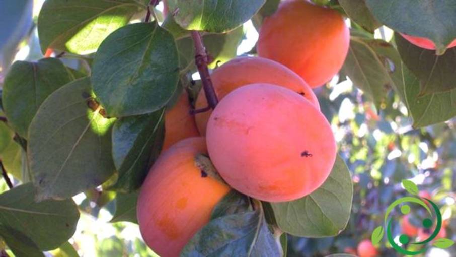 How to grow Kaki in a biological way: techniques and tips