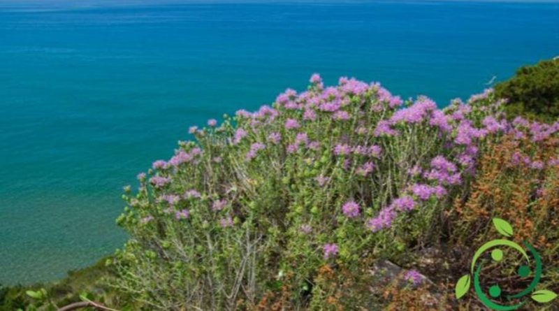 How to grow thyme in a biological way: techniques and tips