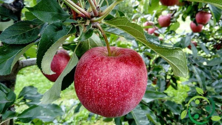 Come coltivare il melo in maniera biologica: tecniche e metodi