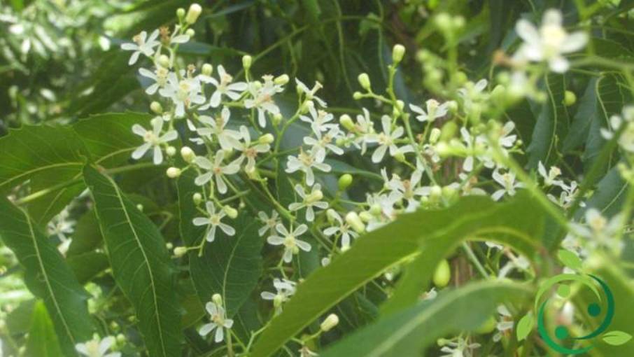 How to grow the Neem tree in a biological way