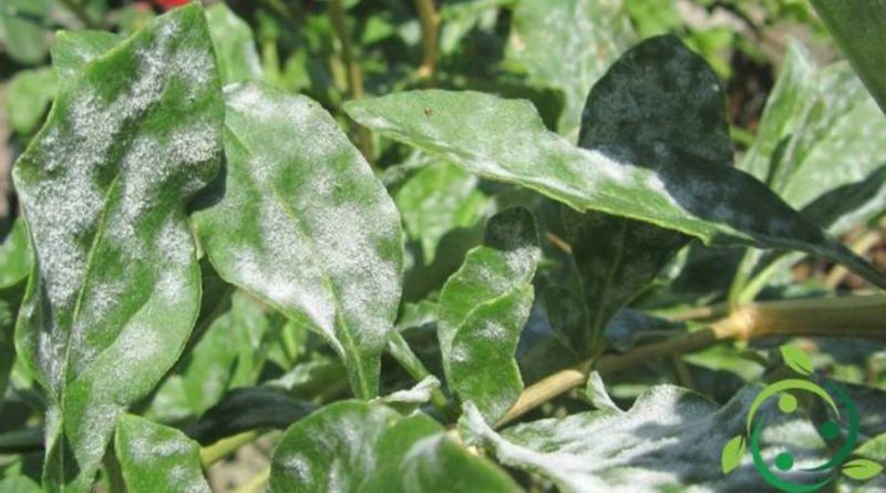 Cómo combatir el Oidio de forma biológica, consejos y