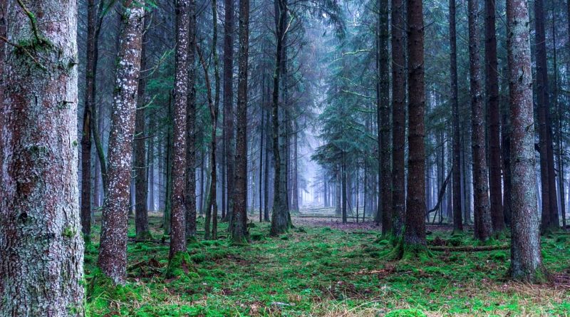 European Parliament: reforestation plan to reduce by 30%