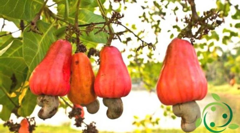 Come coltivare l’anacardio in maniera biologica ed utilizzare i suoi