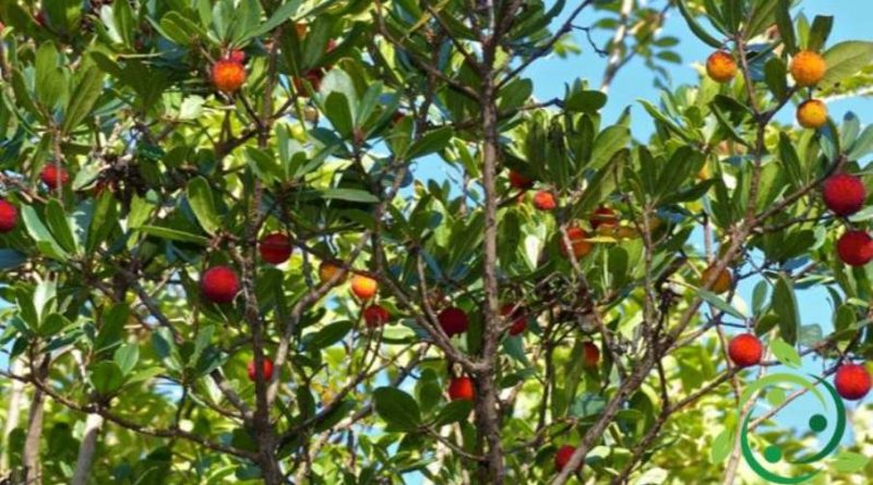 How to grow the strawberry tree in a biological way, techniques