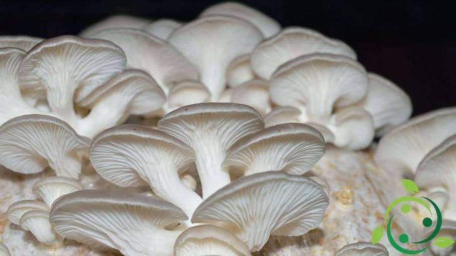 Let's see how to grow Pleurotus ostreatus at home