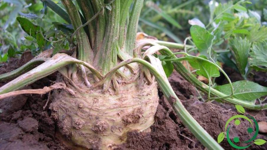 Cultivo de apio orgánico: método y consejos prácticos ...