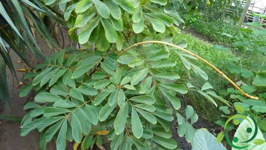 Natural insecticide based on Rotenone, production and uses