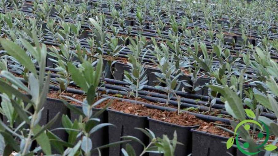 Cómo propagar el olivo por esquejes: técnica, punto