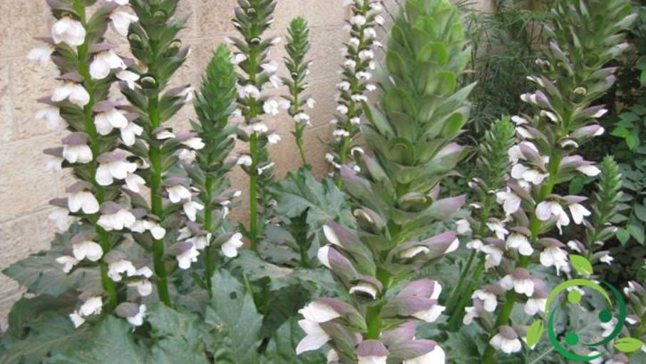 Cómo cultivar el Acanto común: técnica y consejos