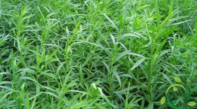 How to grow the Tarragon; techniques and tips