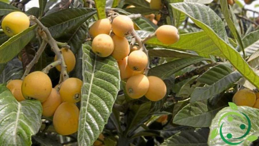 Come coltivare il Nespolo del Giappone in maniera biologica