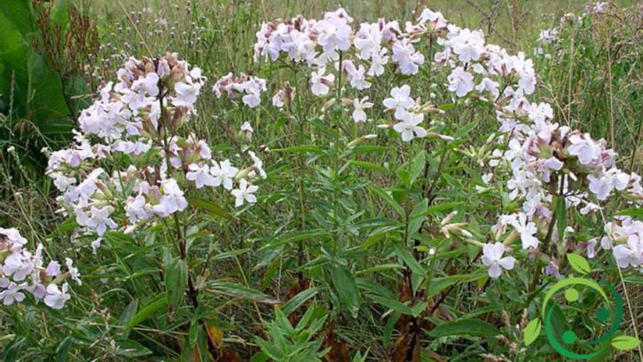 How to grow soapwort: technique and precautions