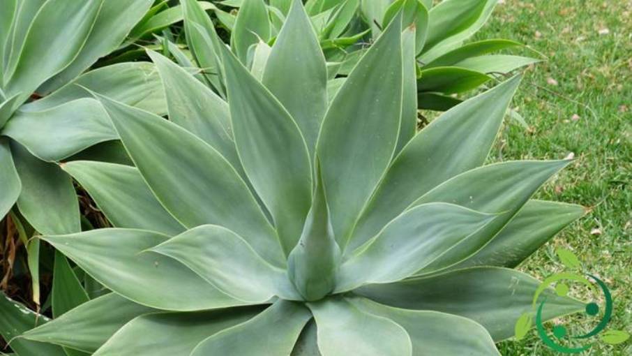 Agave, properties and uses; from the ancient Central American