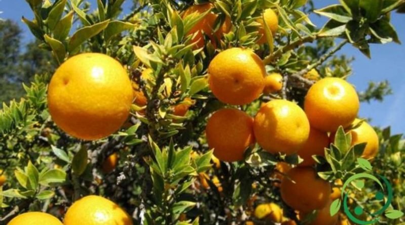 How to grow chinotto in a biological way: technique and advice