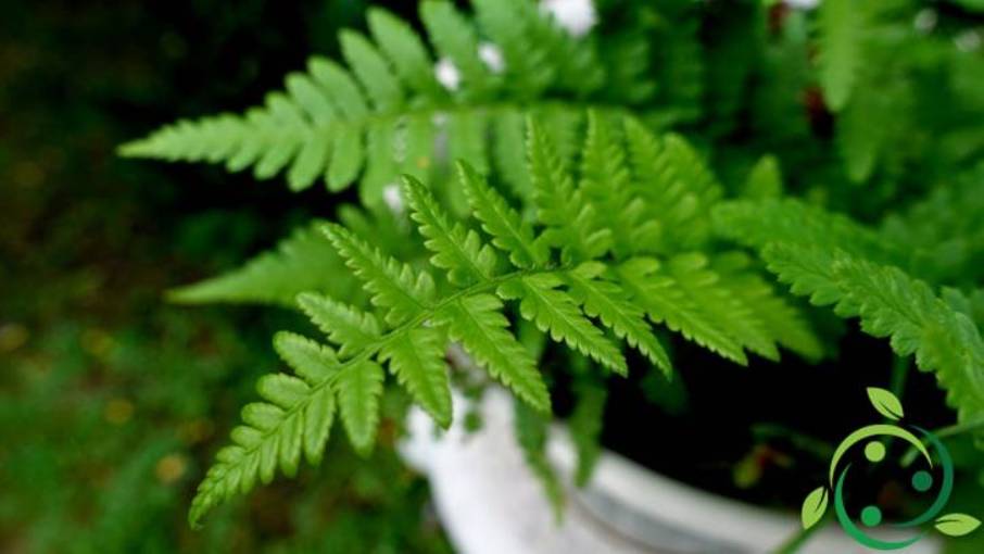 Come coltivare la felce: tecnica, accorgimenti utili e consigli