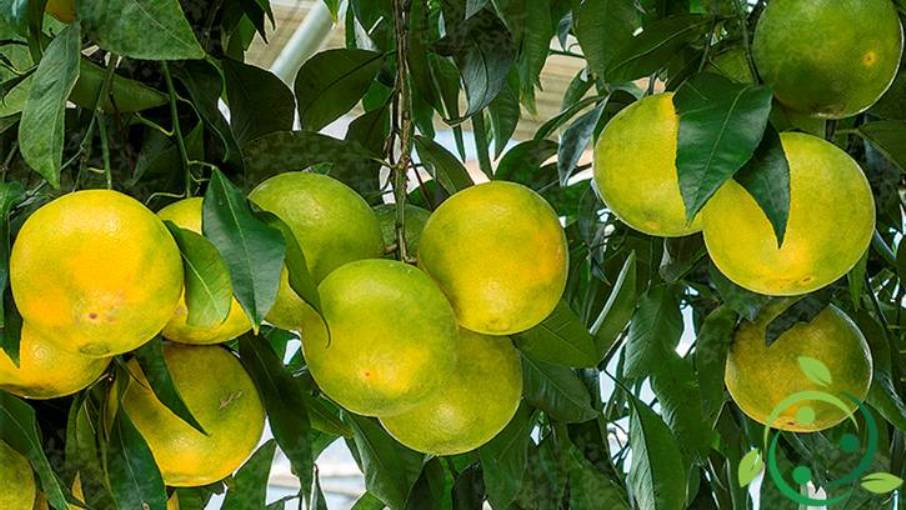 Come coltivare il Mapo: tecnica, accorgimenti e suggerimenti ...