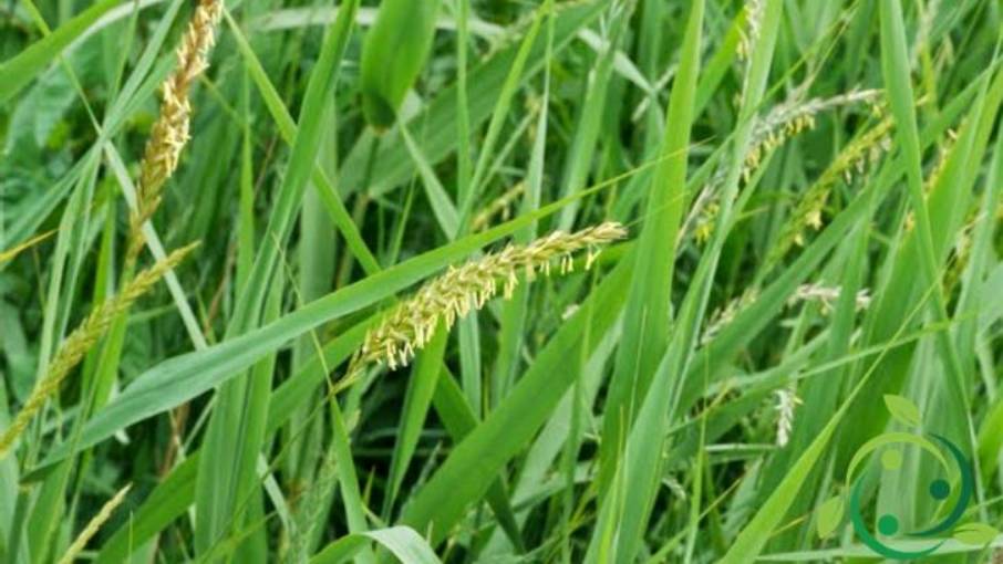 Gramigna: propiedades, usos terapéuticos y posibles...