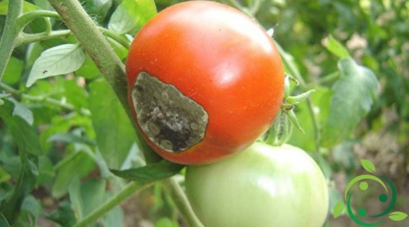 Prevention of tomato apical rot: techniques ...