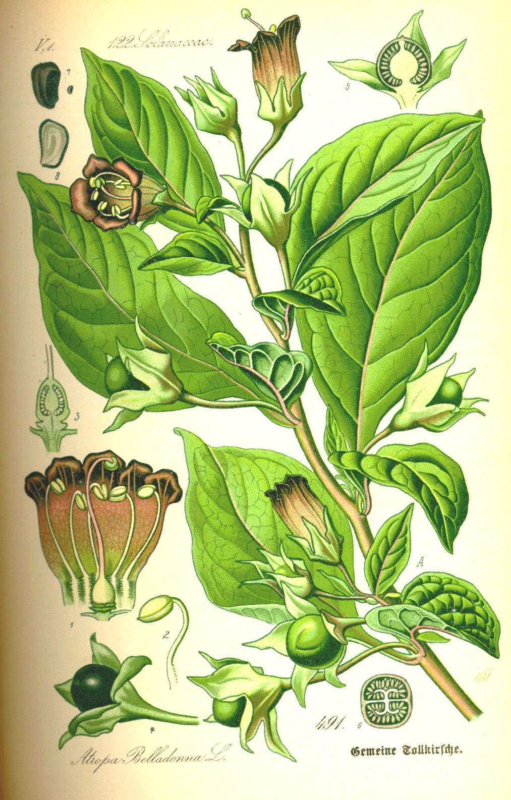 Atropa belladona: Sistemática, Etimología, Hábitat, Cultivo