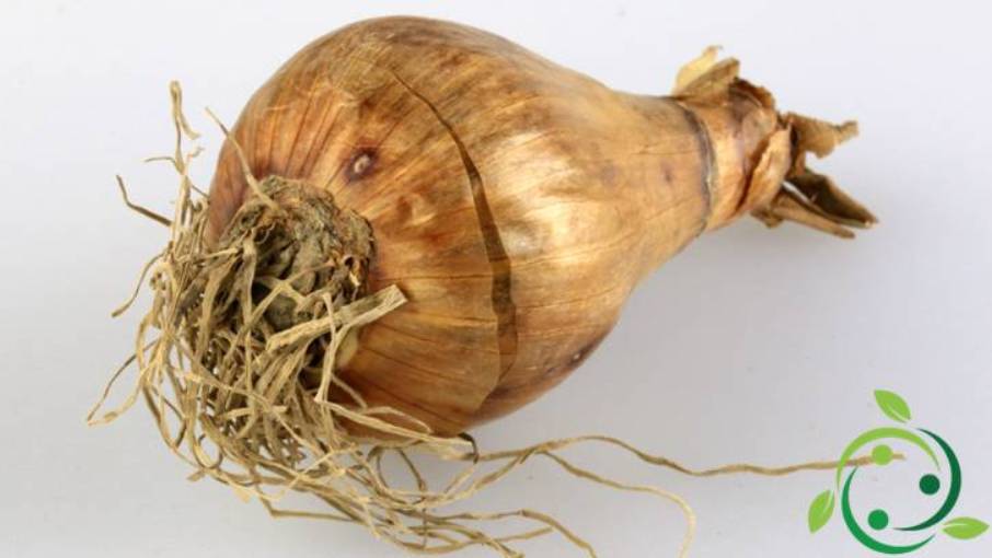 The bulb: morphology, functions and characteristics in different