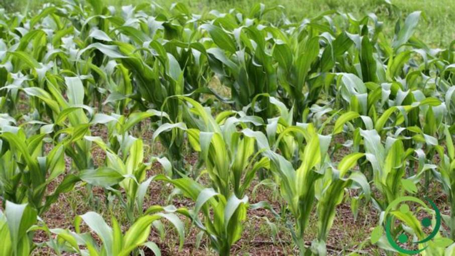 Role of zinc in plants: soil conditions and ...